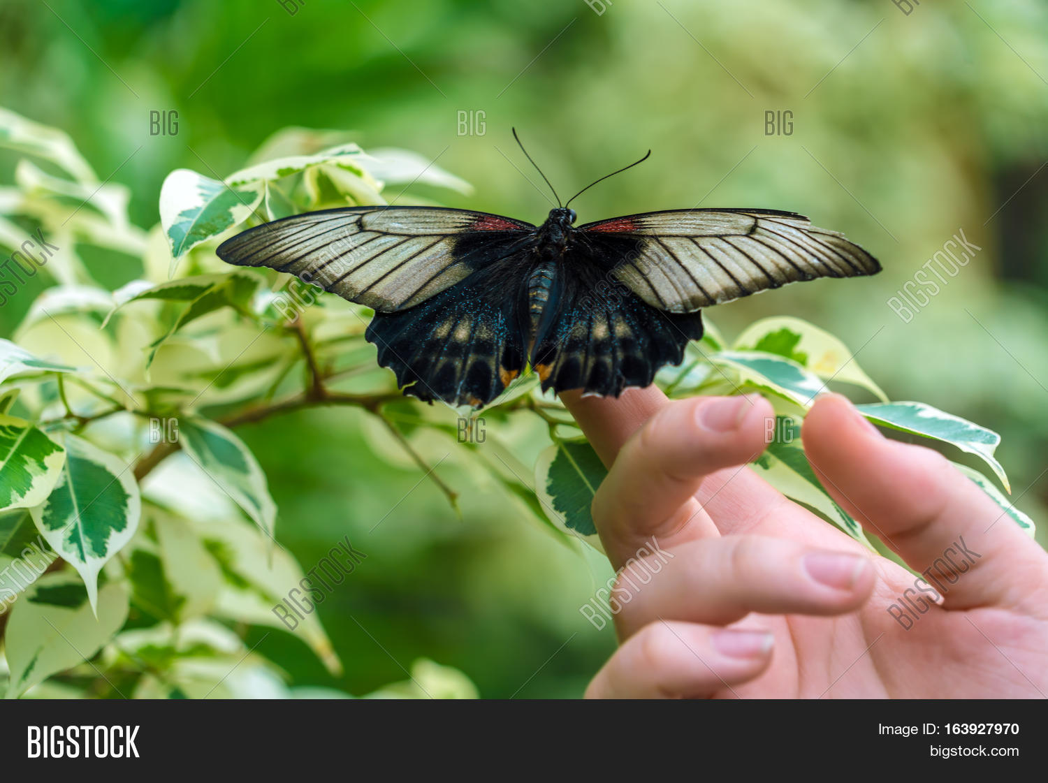 Asian Swallowtail ( Image & Photo (Free Trial) | Bigstock