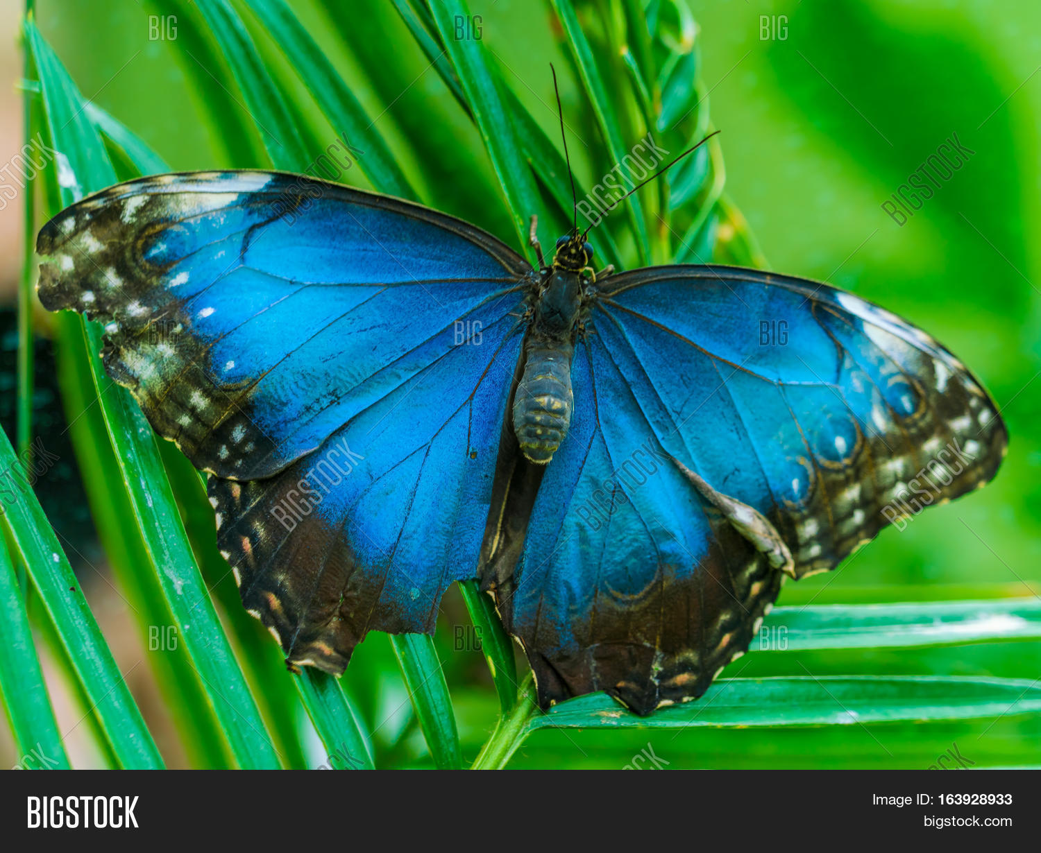 Emperor Butterfly ( Image & Photo (Free Trial) | Bigstock