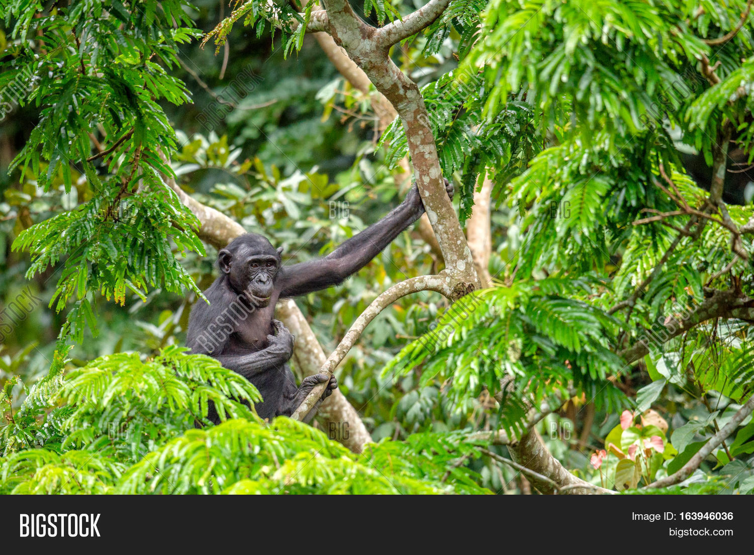 Bonobo Natural Habitat Image & Photo (Free Trial) | Bigstock