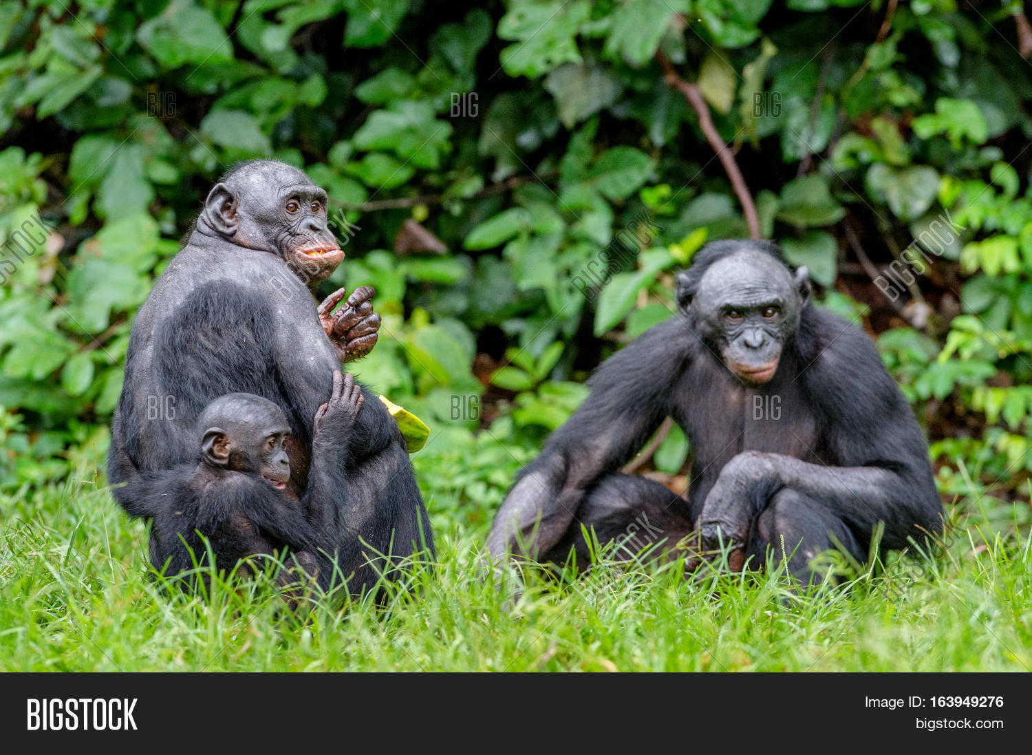 Bonobos Natural Image & Photo (Free Trial) | Bigstock