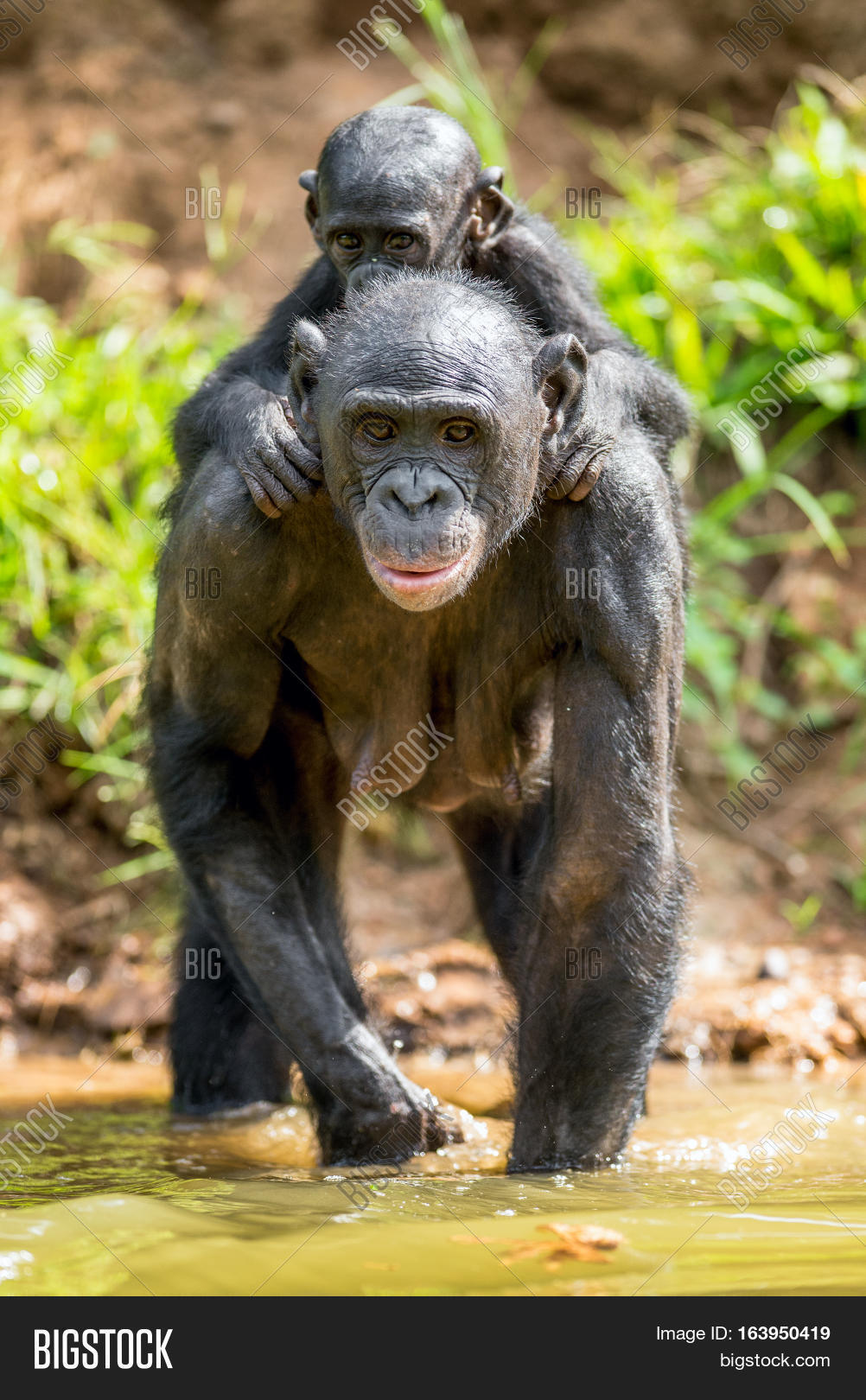 Close Portrait Bonobo Image & Photo (Free Trial) | Bigstock