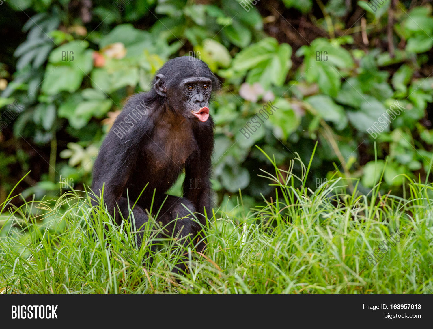 Close Portrait Bonobo Image & Photo (Free Trial) | Bigstock