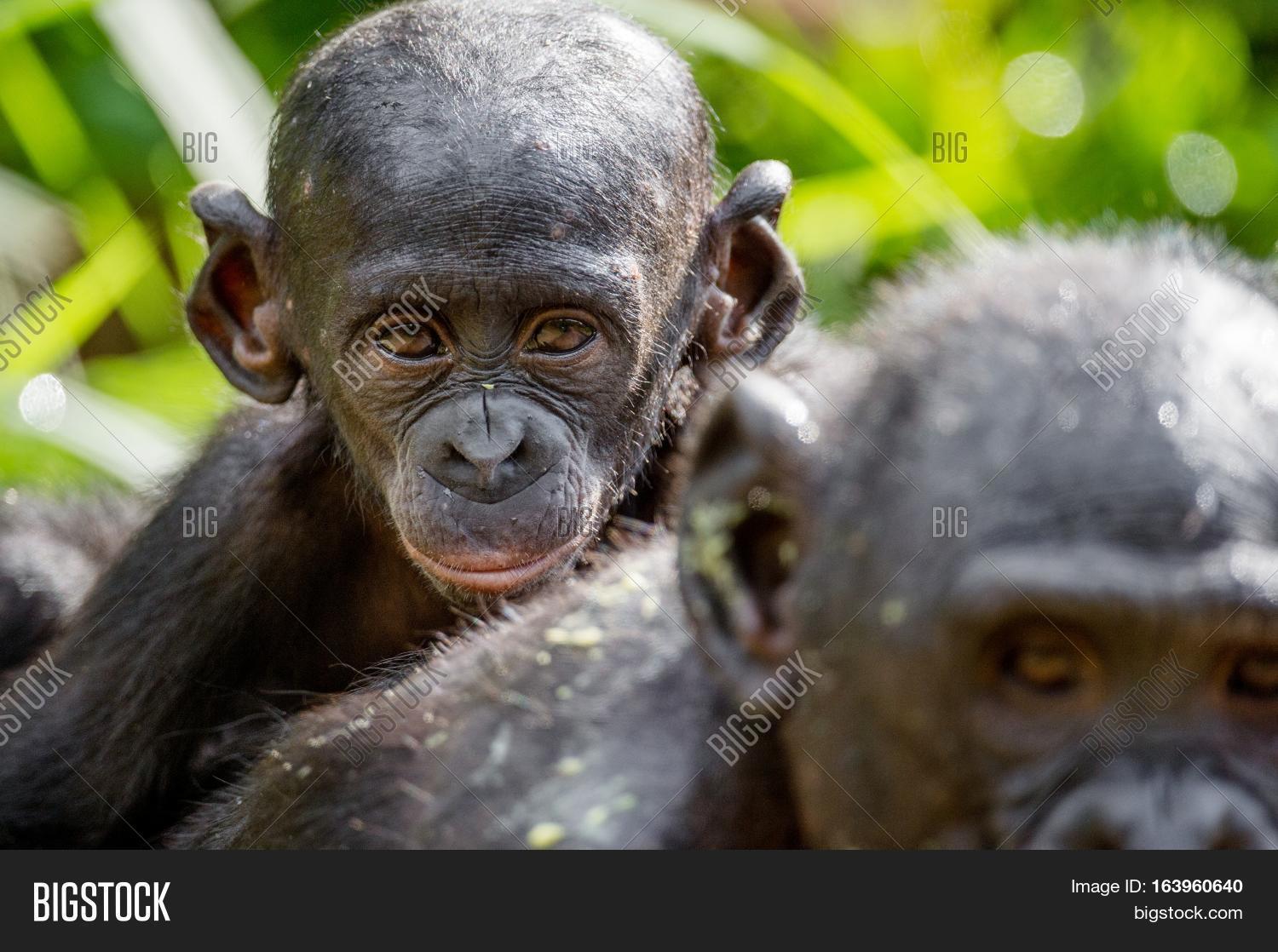 Close Portrait Bonobo Image & Photo (Free Trial) | Bigstock