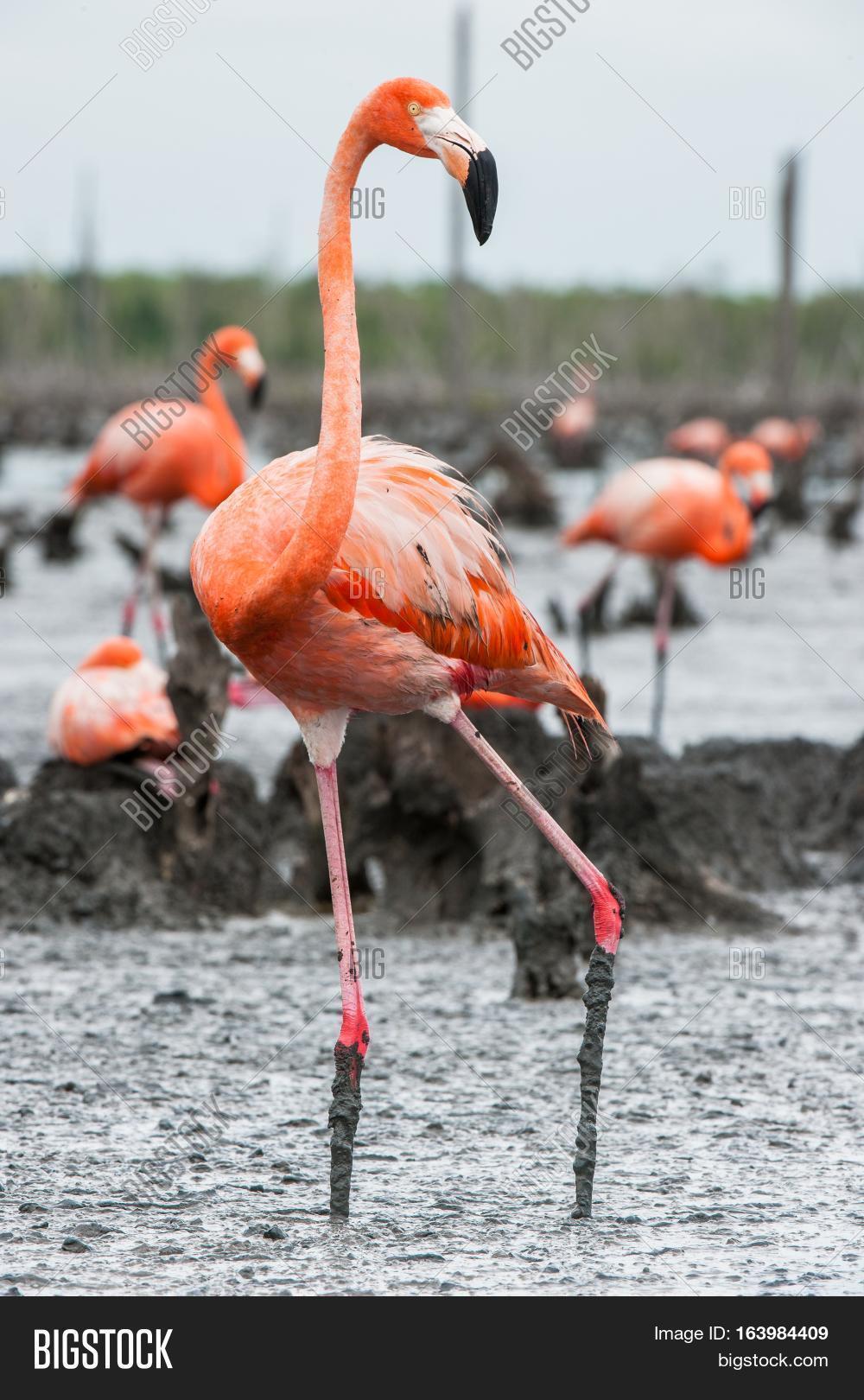 American Flamingos Image & Photo (Free Trial) | Bigstock