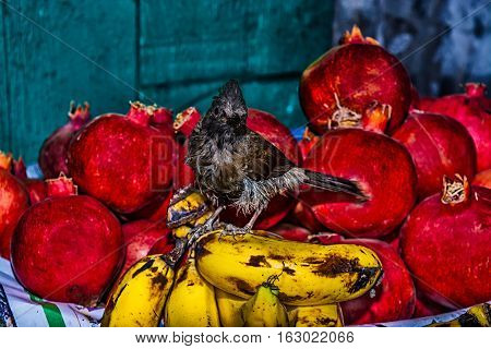 Red Vented Bulbul Baby Image & Photo (Free Trial) | Bigstock
