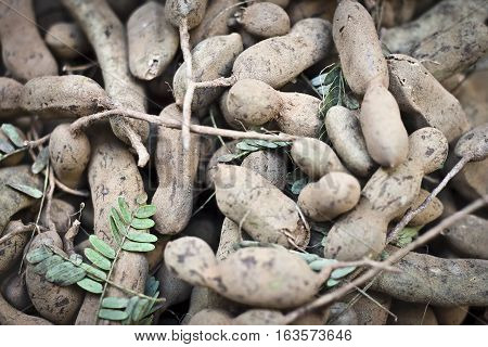 Tamarind (Tamarindus Image & Photo (Free Trial) | Bigstock