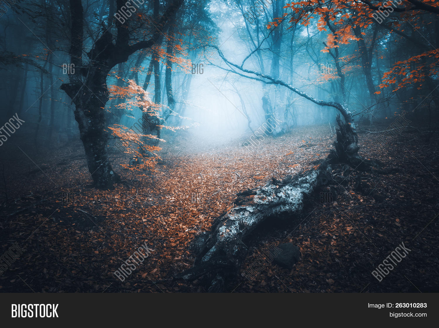 Mystical Forest Blue Image & Photo (Free Trial) | Bigstock