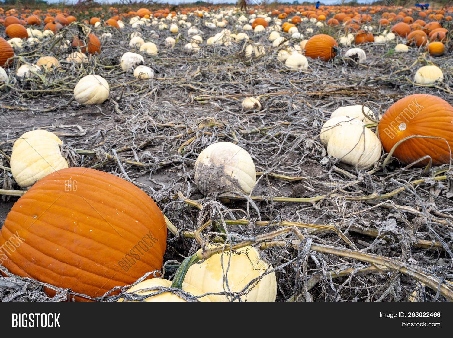 Big Orange White Giant Image & Photo (Free Trial) | Bigstock