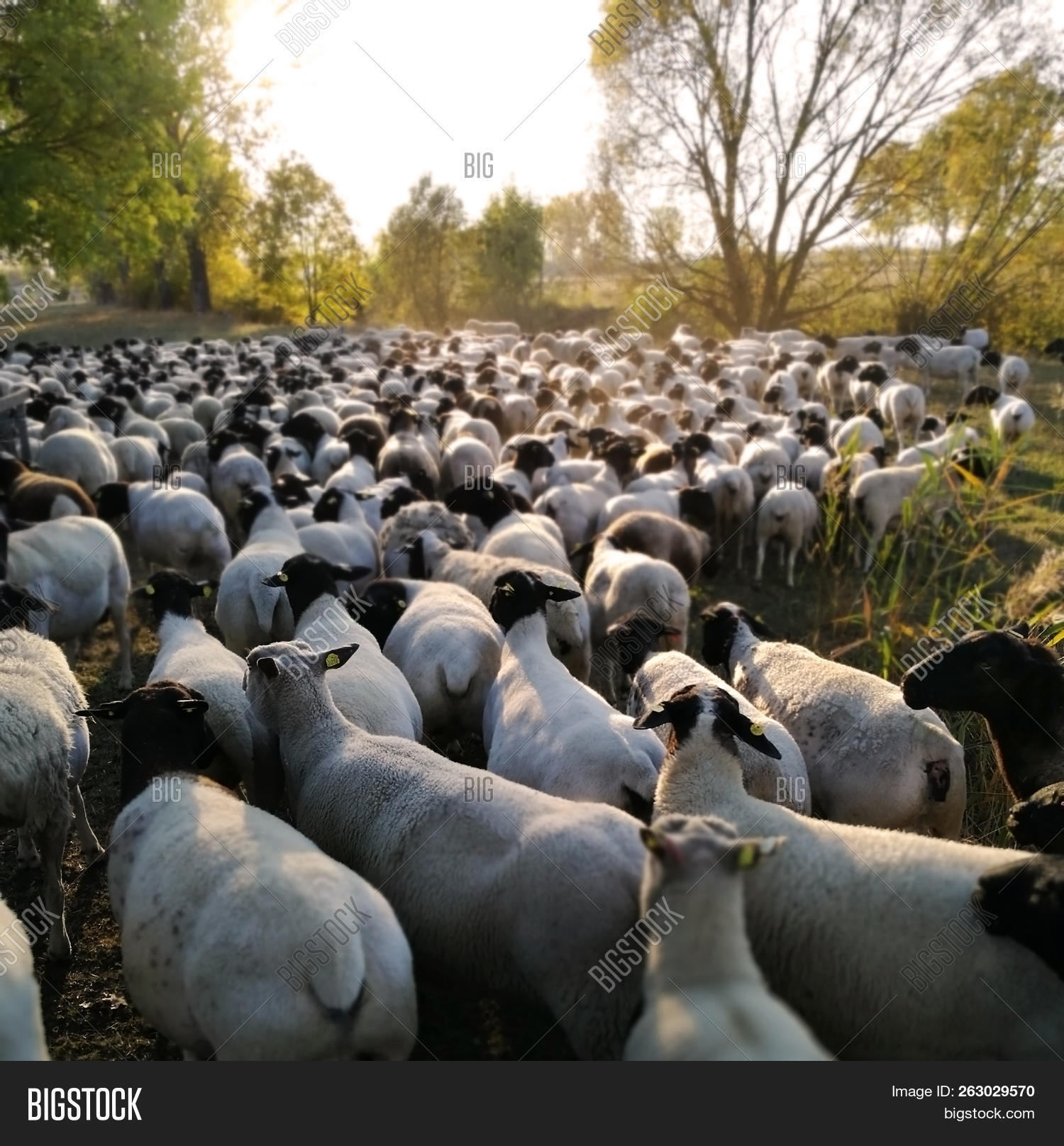Sheep Herd Passing By Image & Photo (Free Trial) | Bigstock