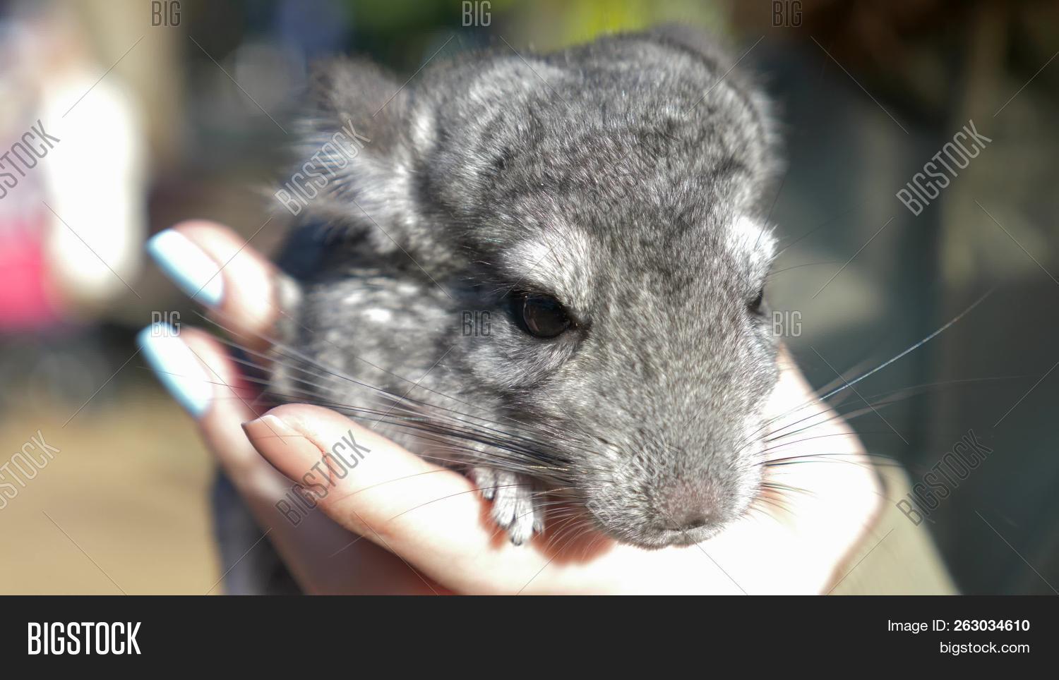 Chinchilla Standard Image & Photo (Free Trial) | Bigstock