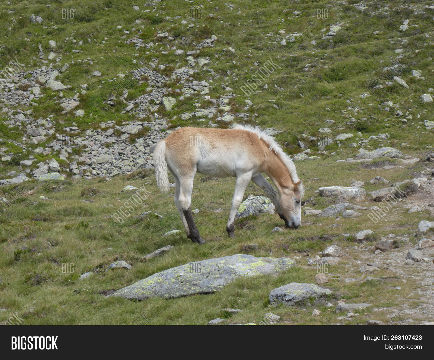 Haflinger Foal Image & Photo (Free Trial) | Bigstock