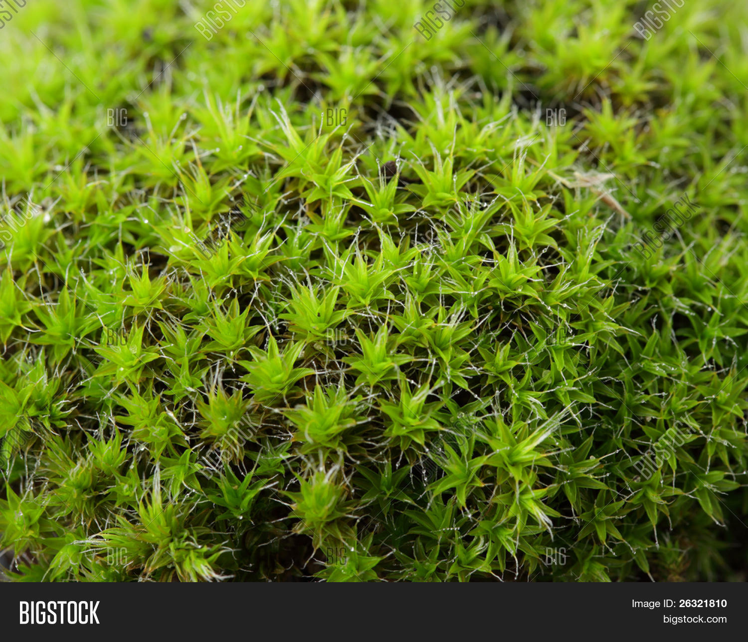 Tortula Subulata ( Image & Photo (Free Trial) | Bigstock