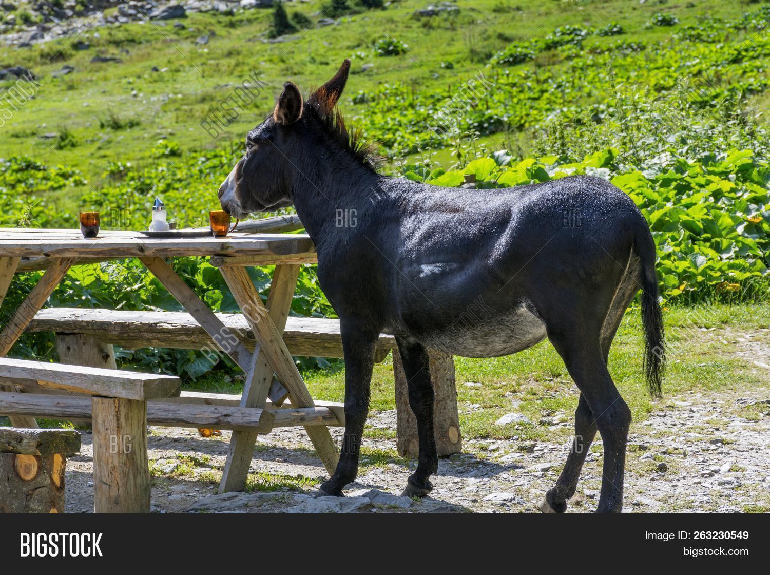 Funny Donkey Drinking Image & Photo (Free Trial) | Bigstock