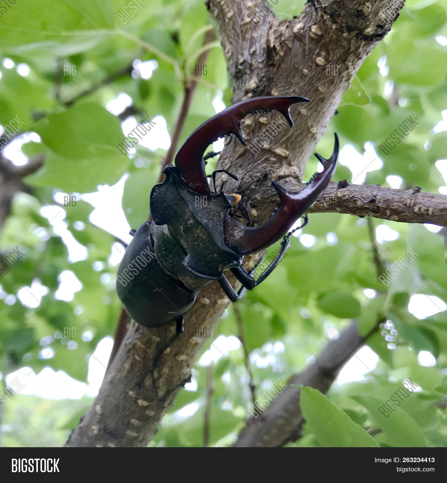 Male Stag Beetle Long Image & Photo (Free Trial) | Bigstock