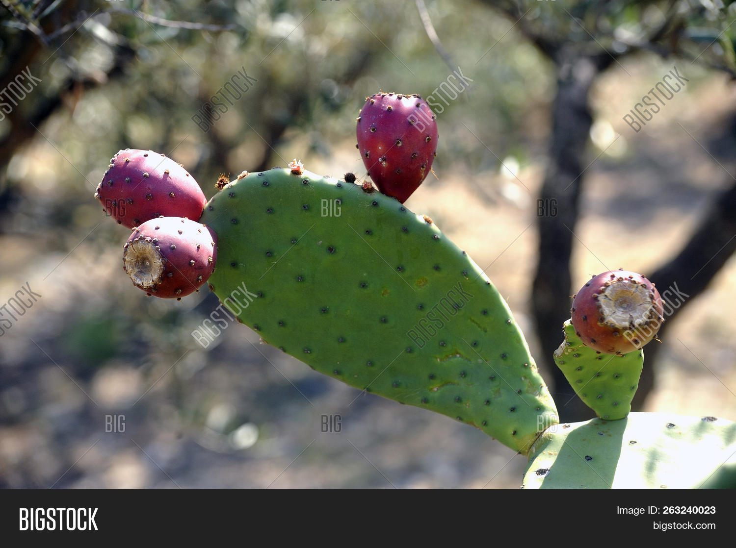 Barbari Fig Tree Image & Photo (Free Trial) | Bigstock
