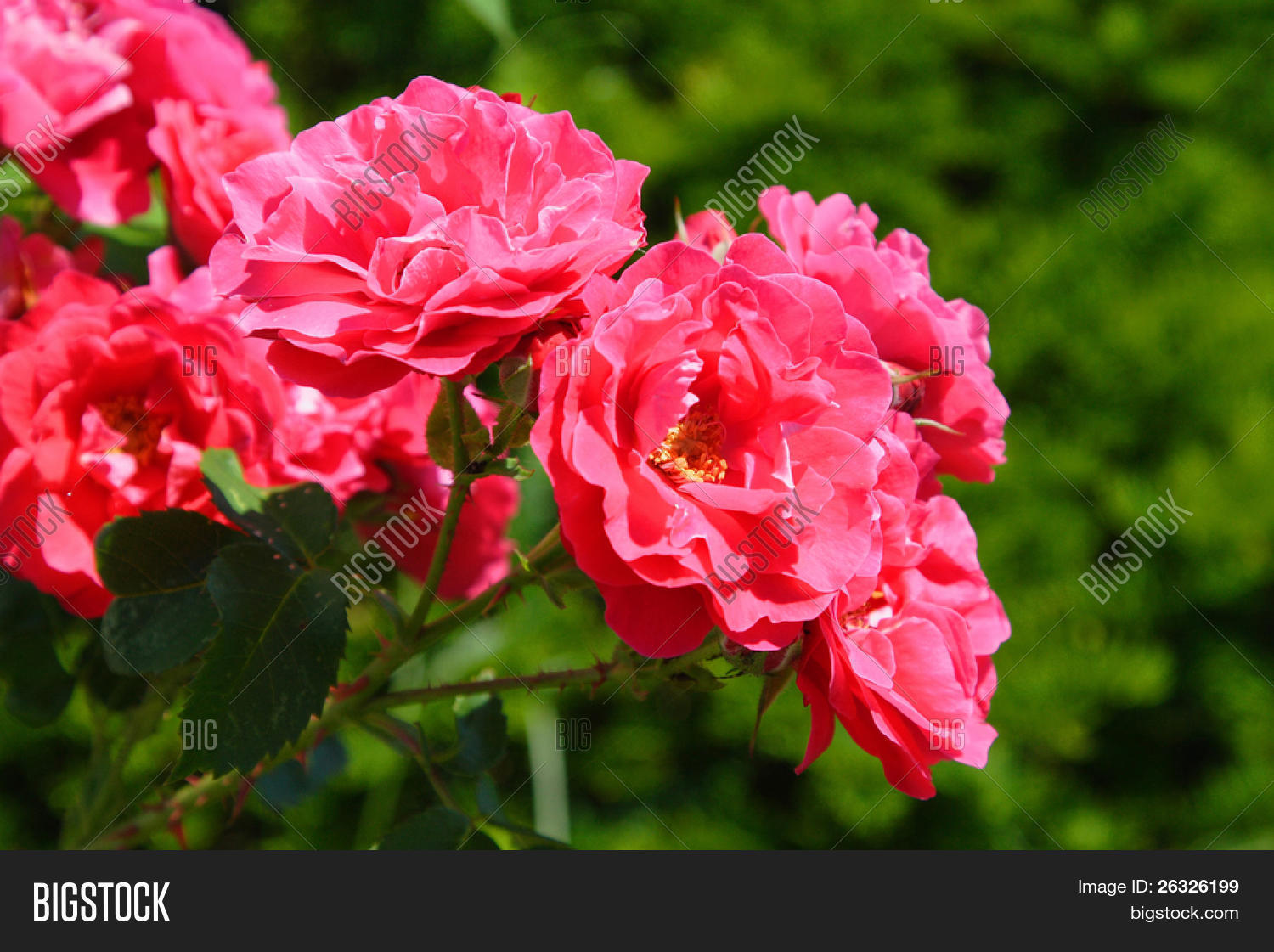 Vibrant Red Pink Roses Image & Photo (Free Trial) | Bigstock