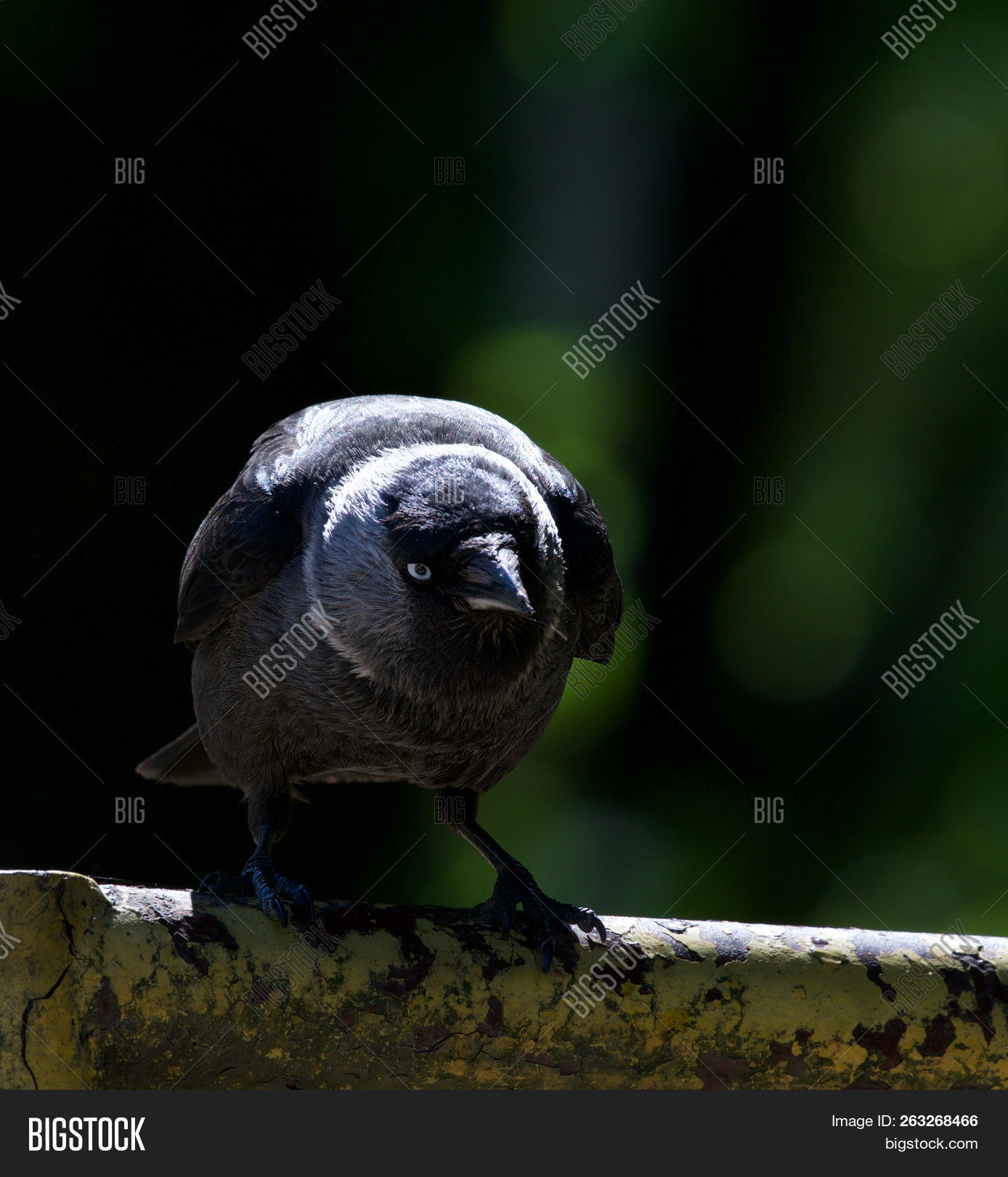 Black Crow Sitting On Image & Photo (Free Trial) | Bigstock