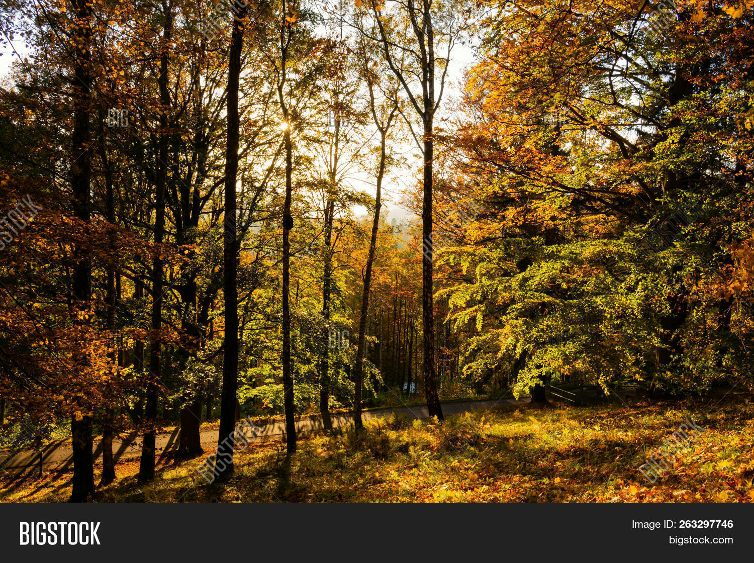 Bright Green Forest Image & Photo (Free Trial) | Bigstock