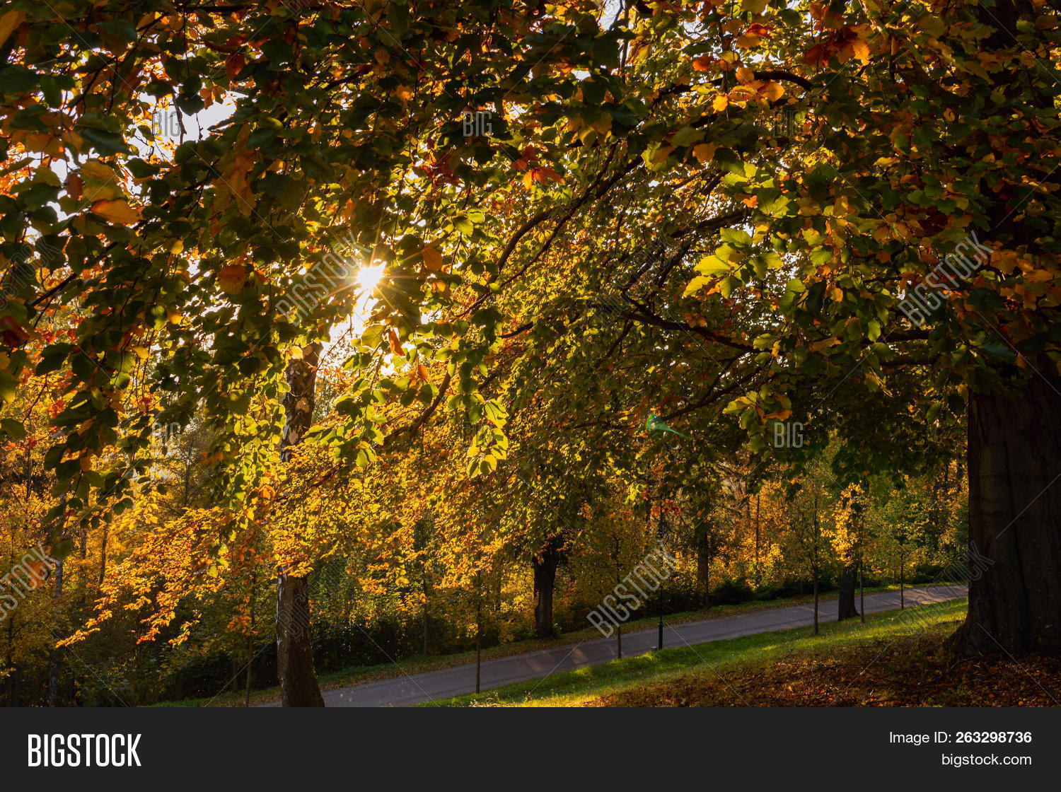 Bright Green Forest Image & Photo (Free Trial) | Bigstock