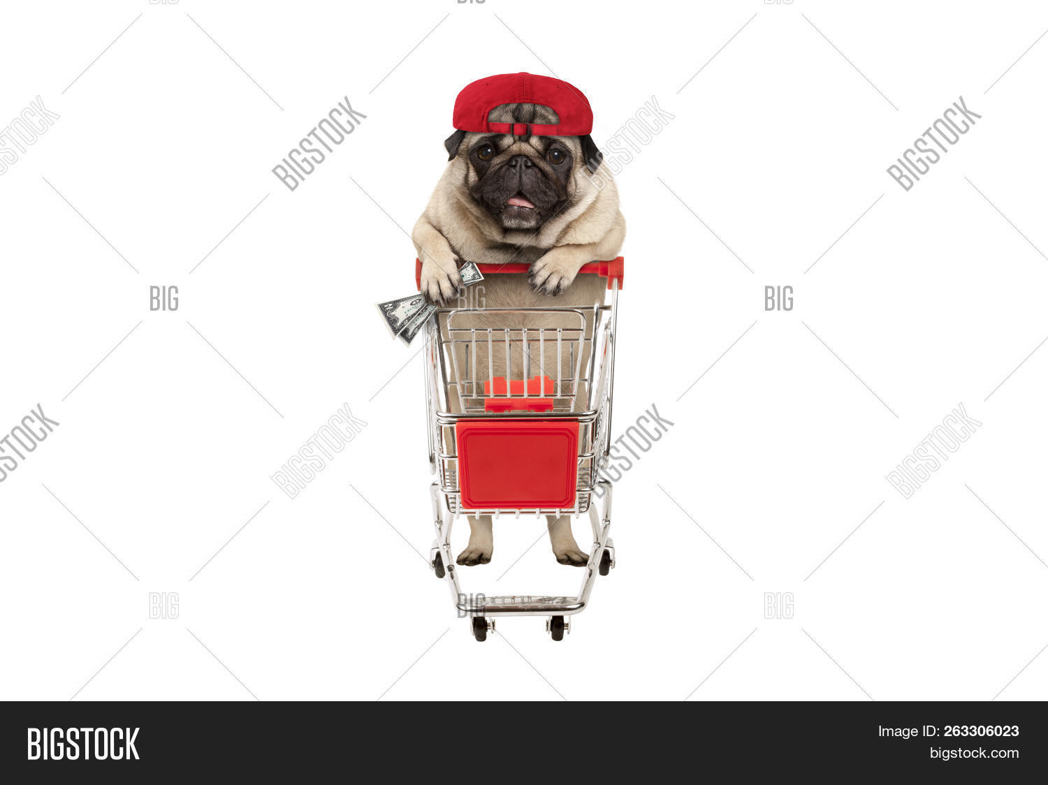 Funny Happy Pug Puppy Image & Photo (Free Trial) | Bigstock