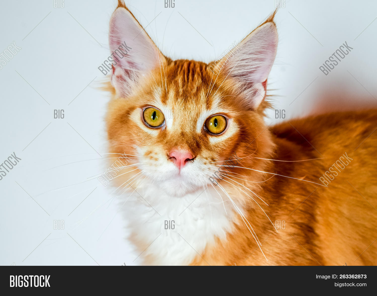 Maine Coon Cat Giant Image & Photo (Free Trial) | Bigstock