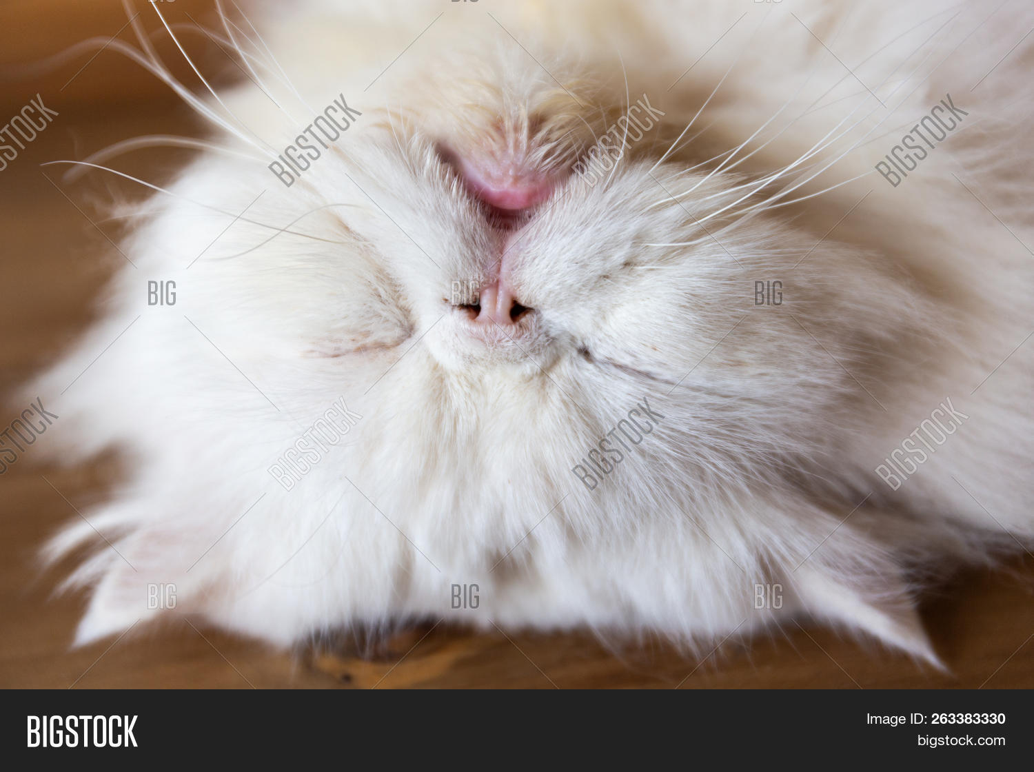 Sleeping Cat On Desk Image & Photo (Free Trial) | Bigstock