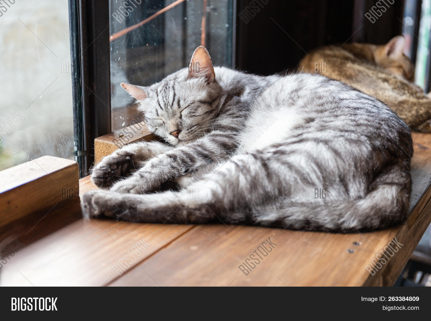 Sleeping Cat On Desk Image & Photo (Free Trial) | Bigstock