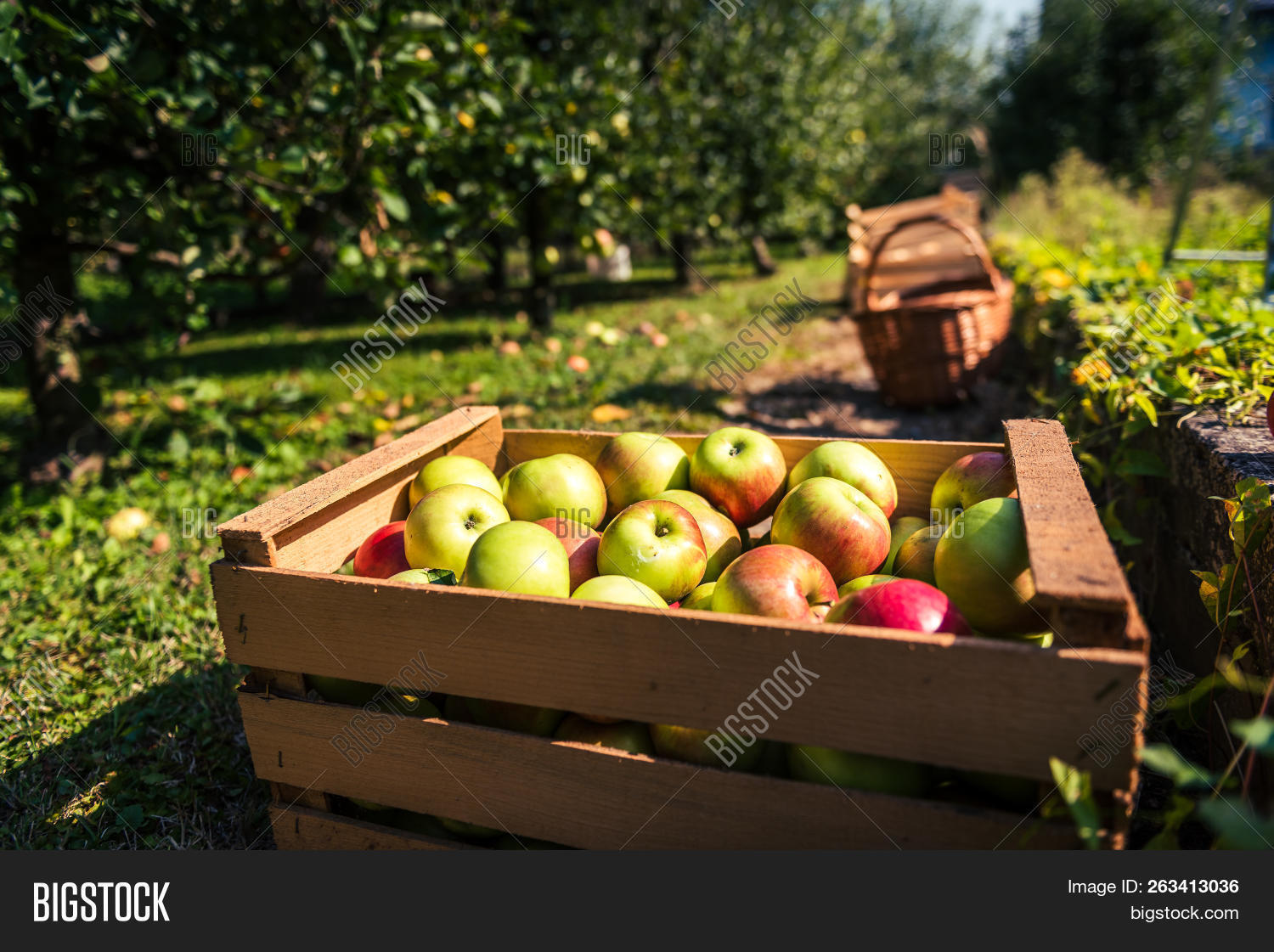 Fresh Organic Apples Image & Photo (Free Trial) | Bigstock