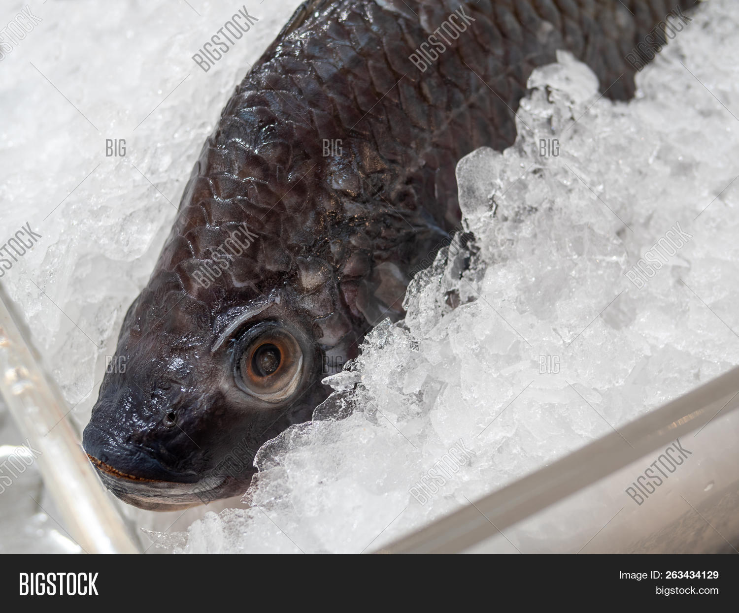 Sea Bass Snapper Image & Photo (Free Trial) | Bigstock