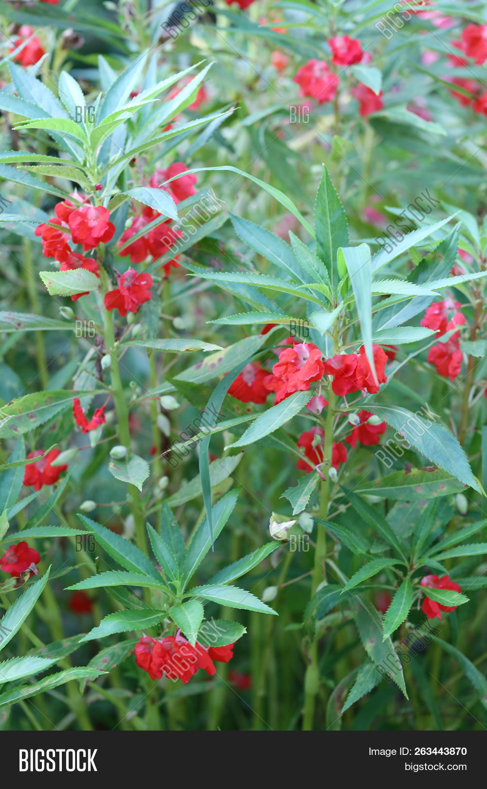 Red Garden Balsam Rose Image & Photo (Free Trial) | Bigstock