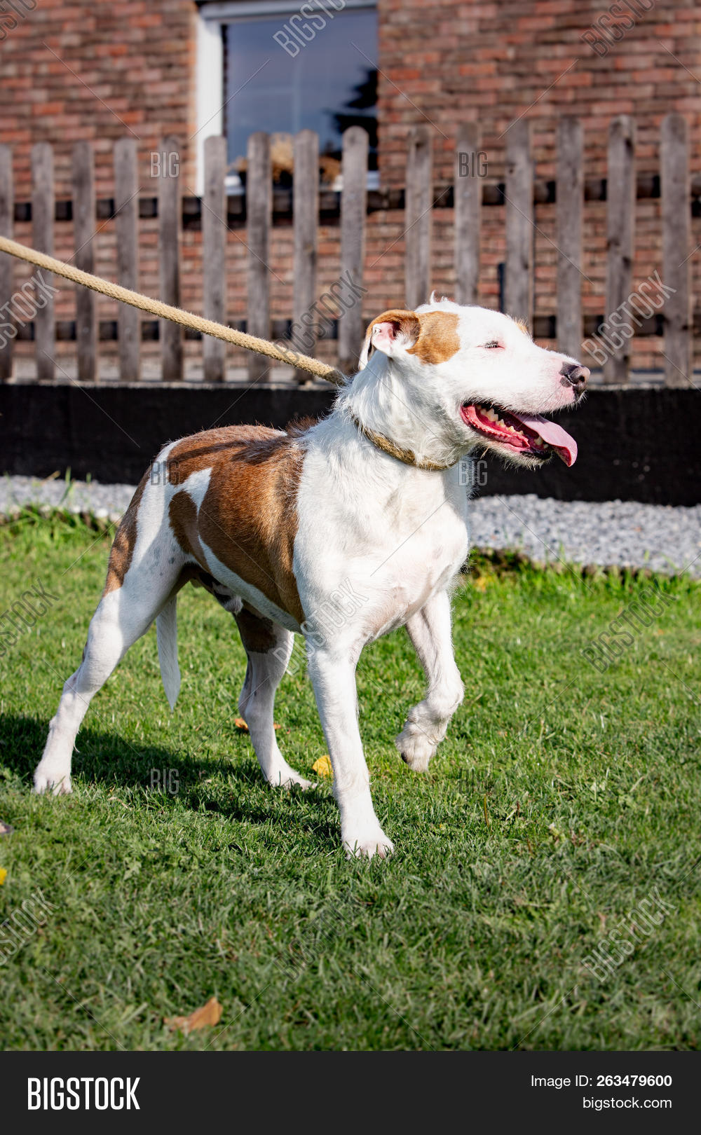 Cross Griffon Dog Image & Photo (Free Trial) | Bigstock