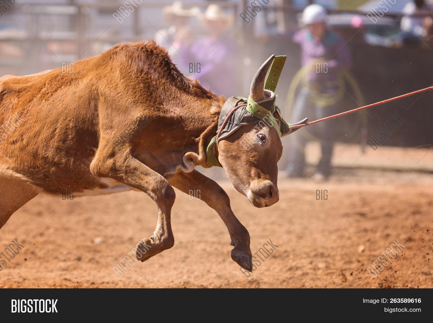 Close Face Calf Image & Photo (Free Trial) | Bigstock