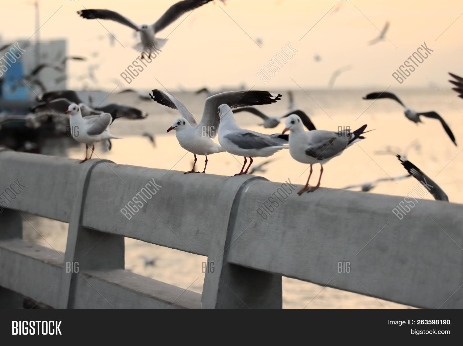 Flock Seagulls Image & Photo (Free Trial) | Bigstock