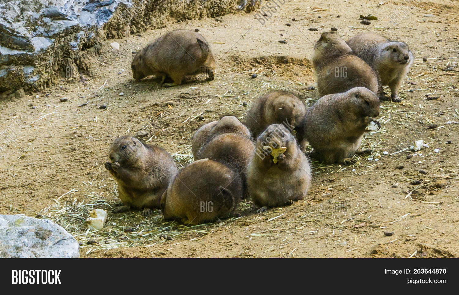 Rodent Animal Family Image & Photo (Free Trial) | Bigstock