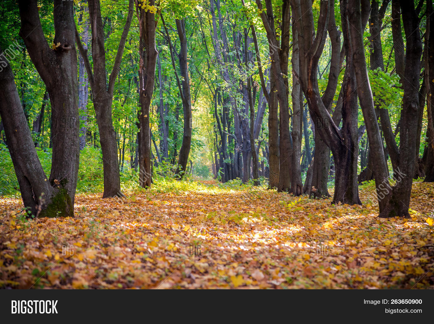 Alley On Autumn Forest Image & Photo (Free Trial) | Bigstock