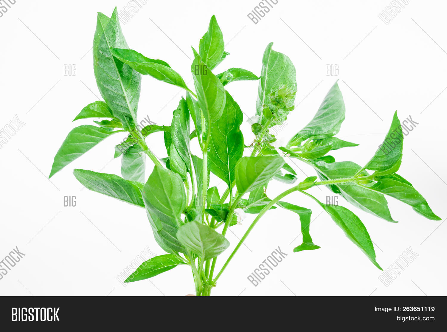 Ocimum Basilicum Hairy Image & Photo (Free Trial) | Bigstock