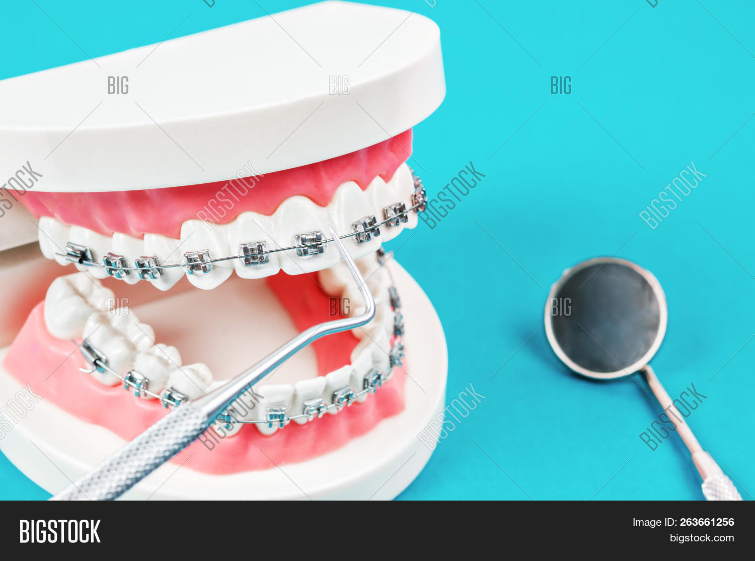 Tooth Model Metal Wire Image & Photo (Free Trial) | Bigstock