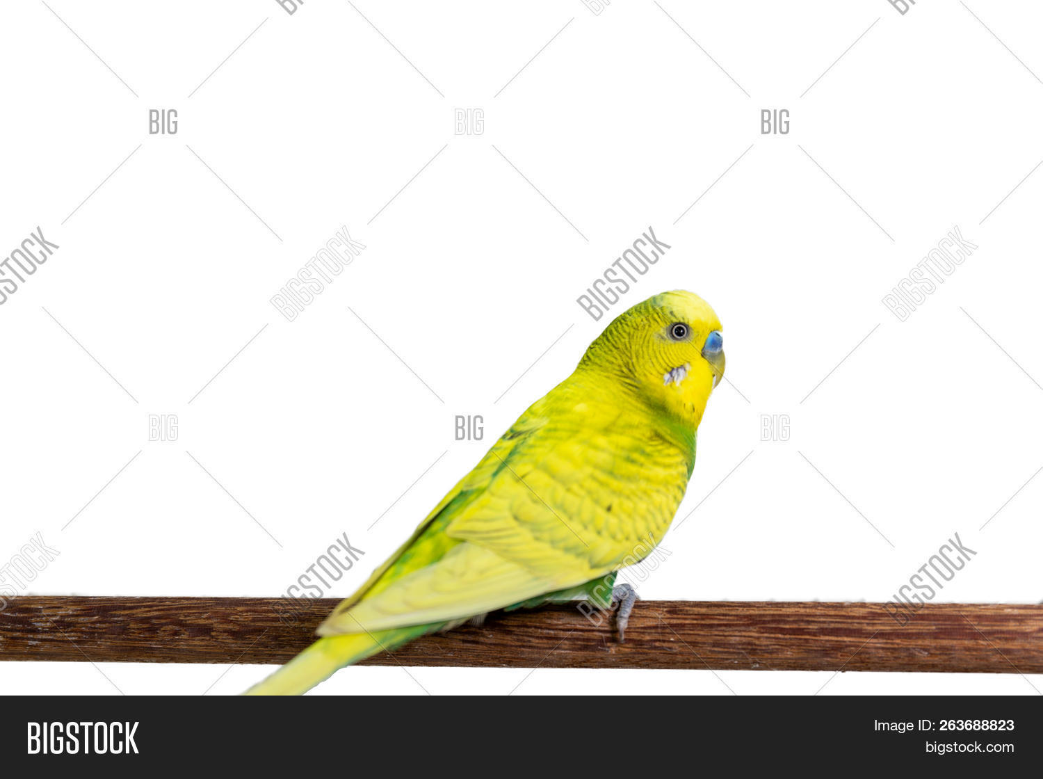 Yellow Green Budgie, Image & Photo (Free Trial) | Bigstock