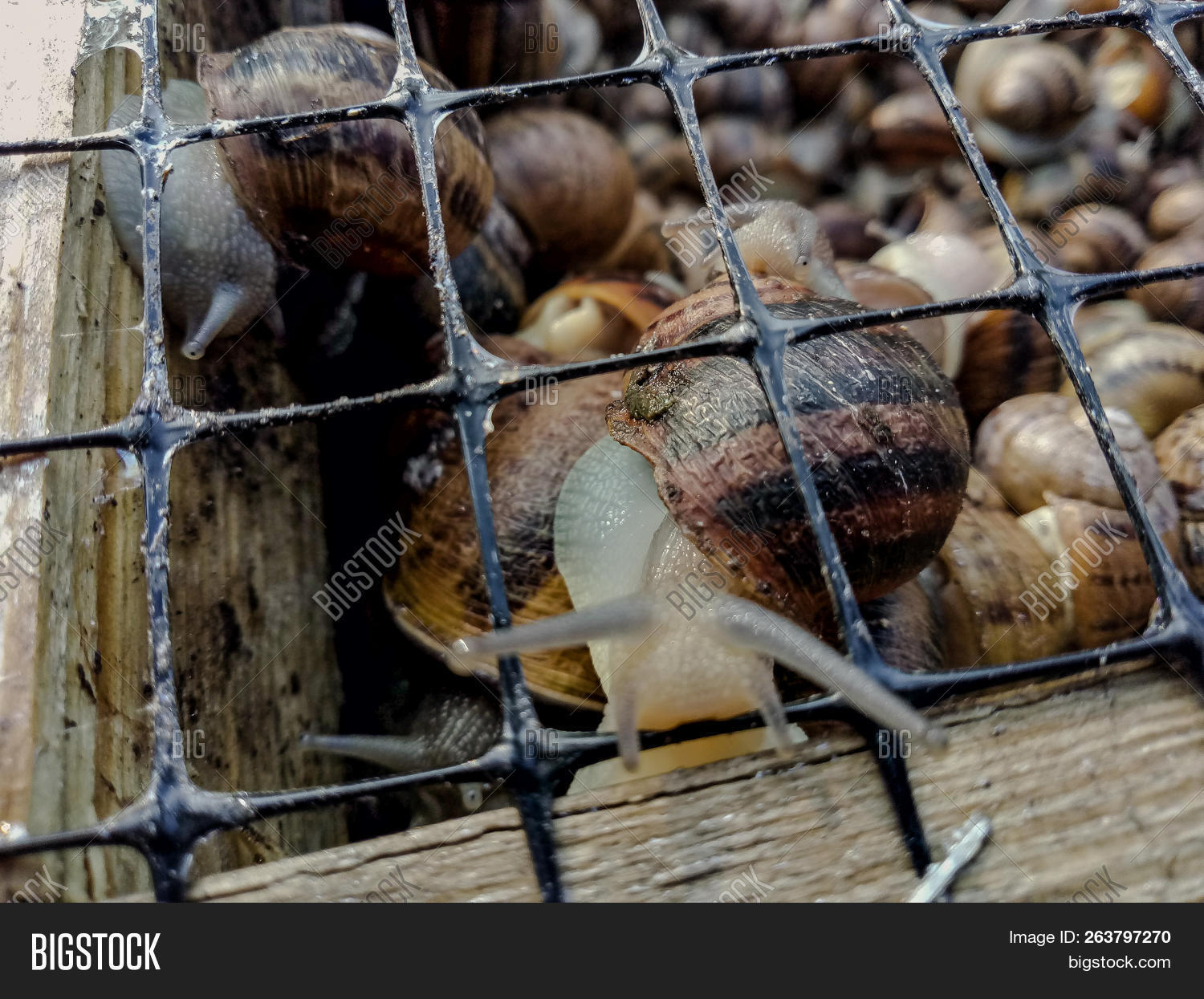 Garden Snail. Helix Image & Photo (Free Trial) | Bigstock