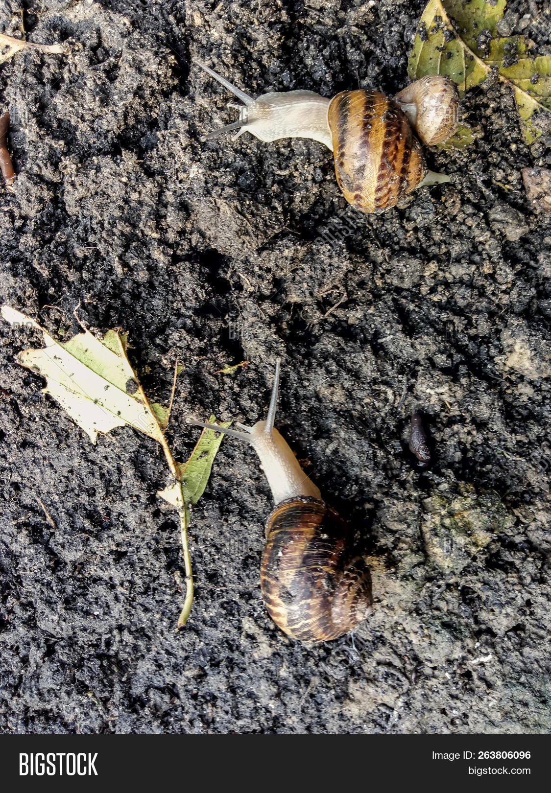 Garden Snail. Helix Image & Photo (Free Trial) | Bigstock