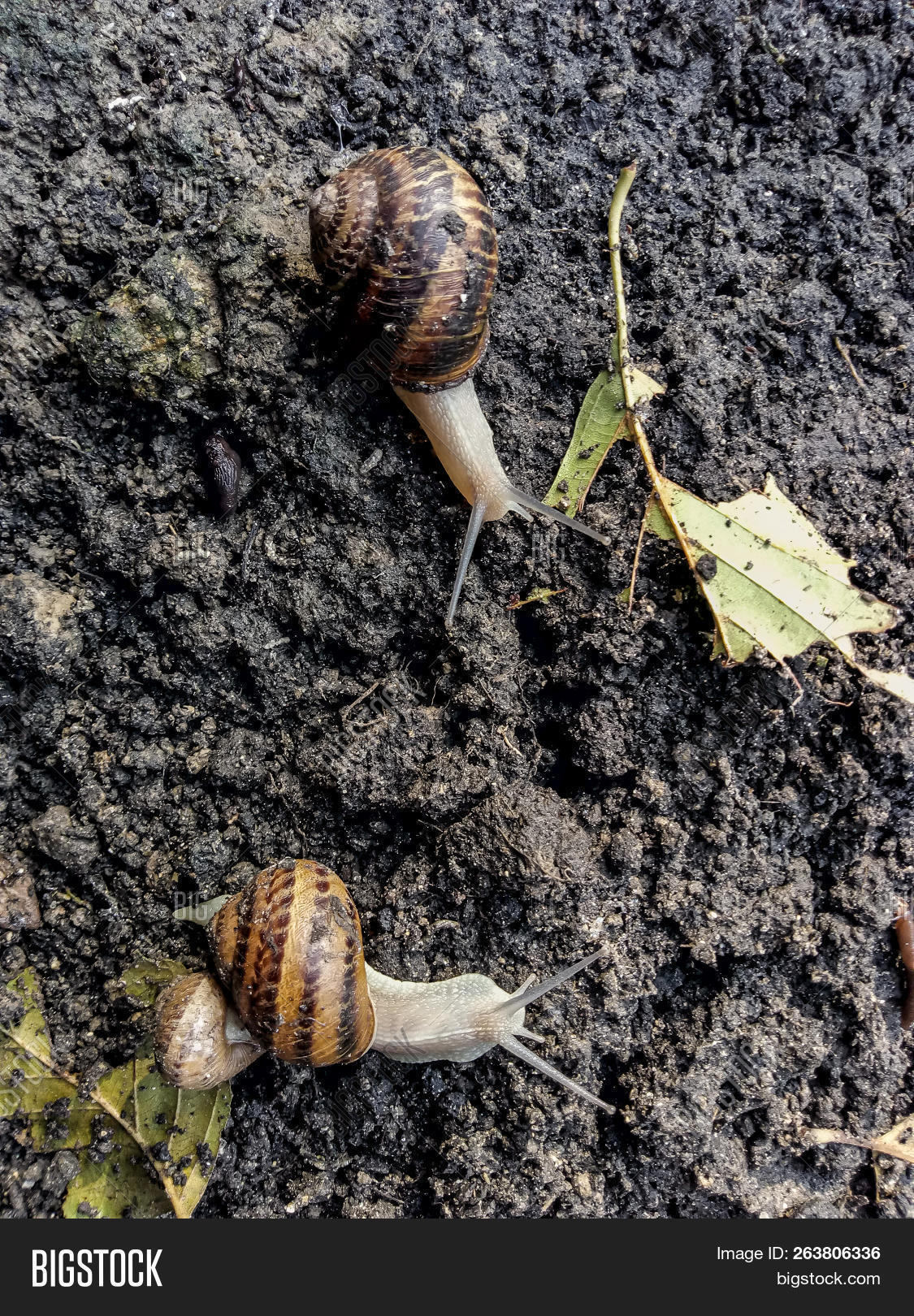 Garden Snail. Helix Image & Photo (Free Trial) | Bigstock