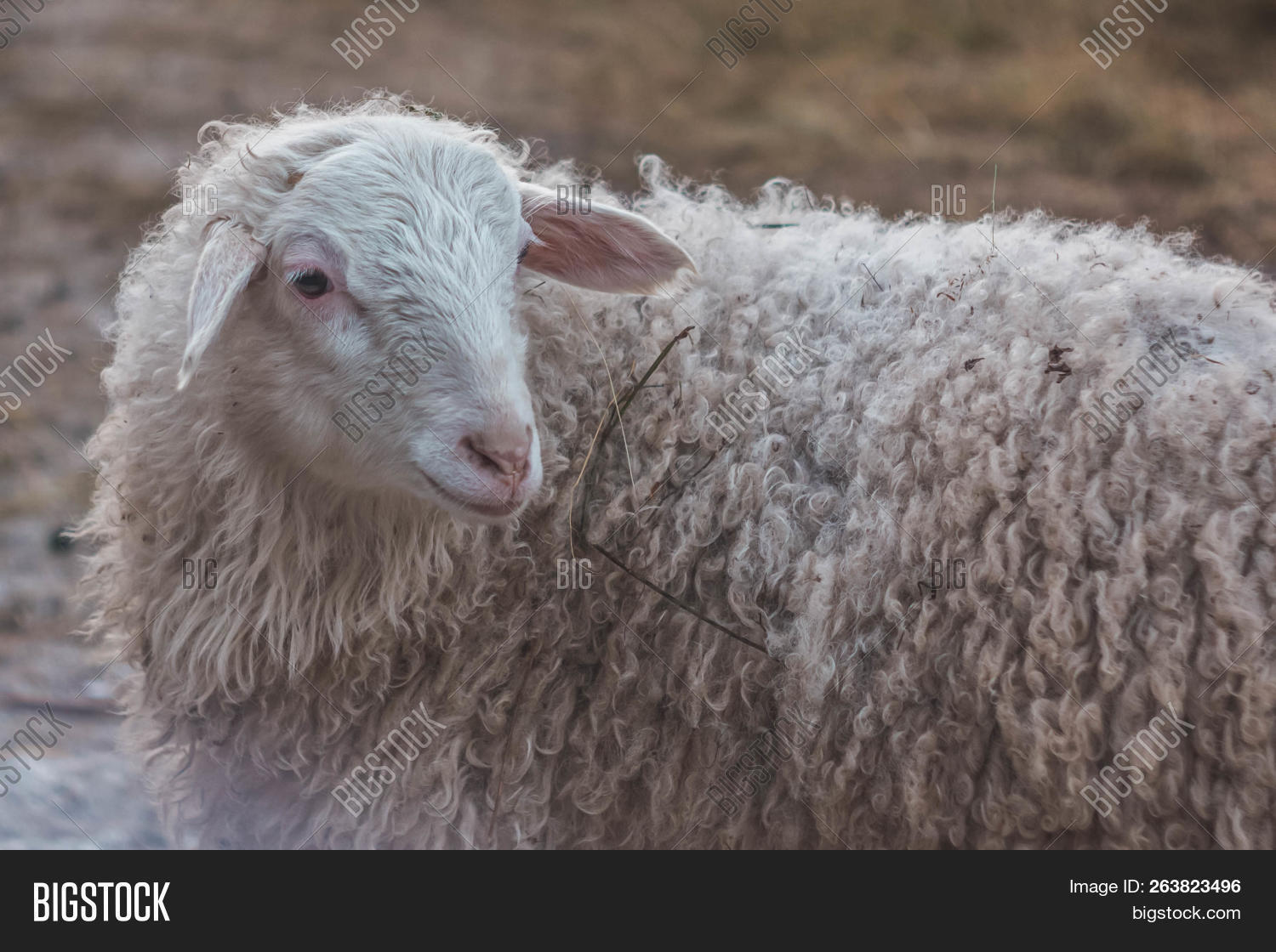 Sheep Nature On Meadow Image & Photo (Free Trial) | Bigstock
