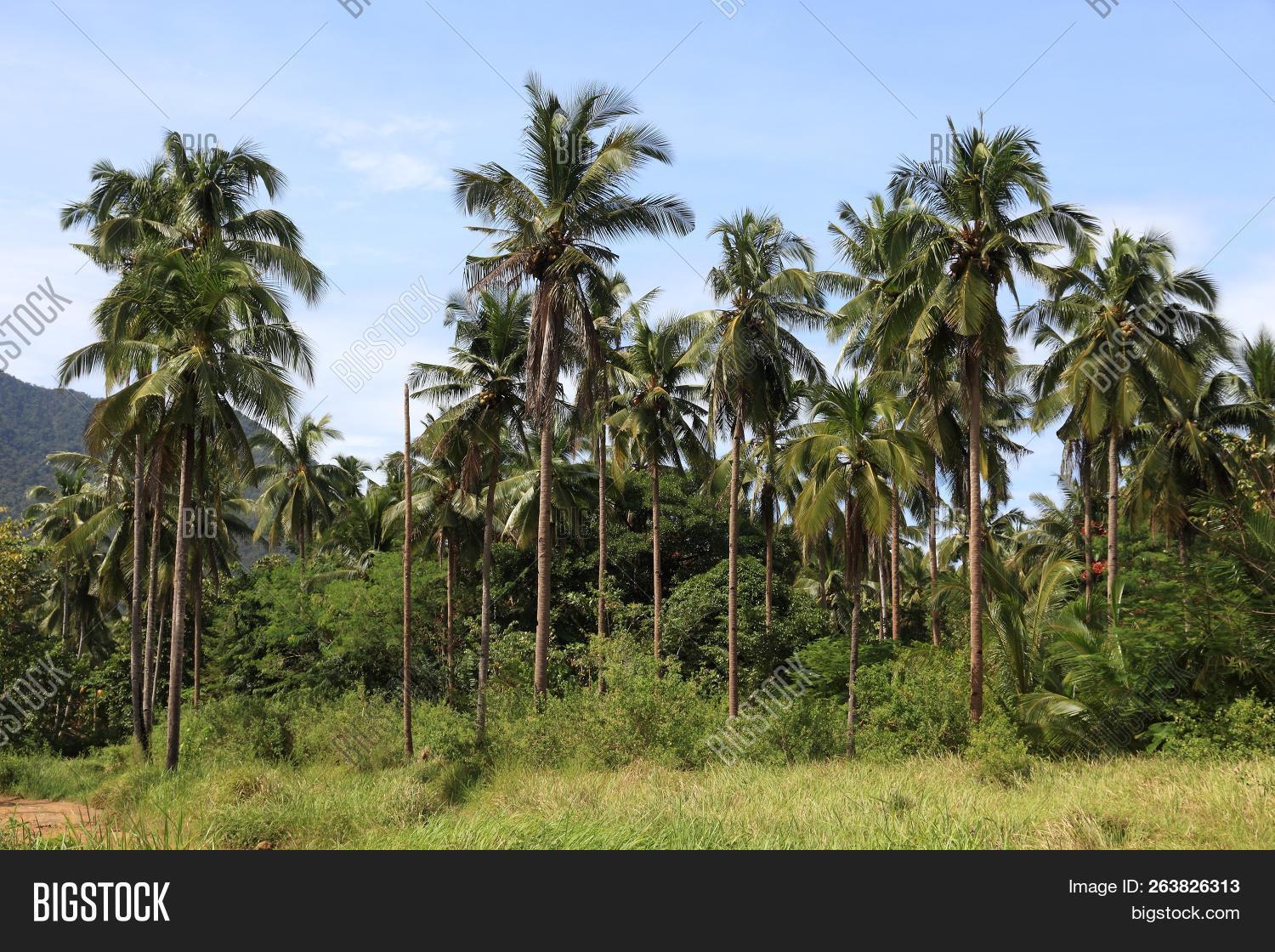 Palm Trees Palawan. Image & Photo (Free Trial) | Bigstock