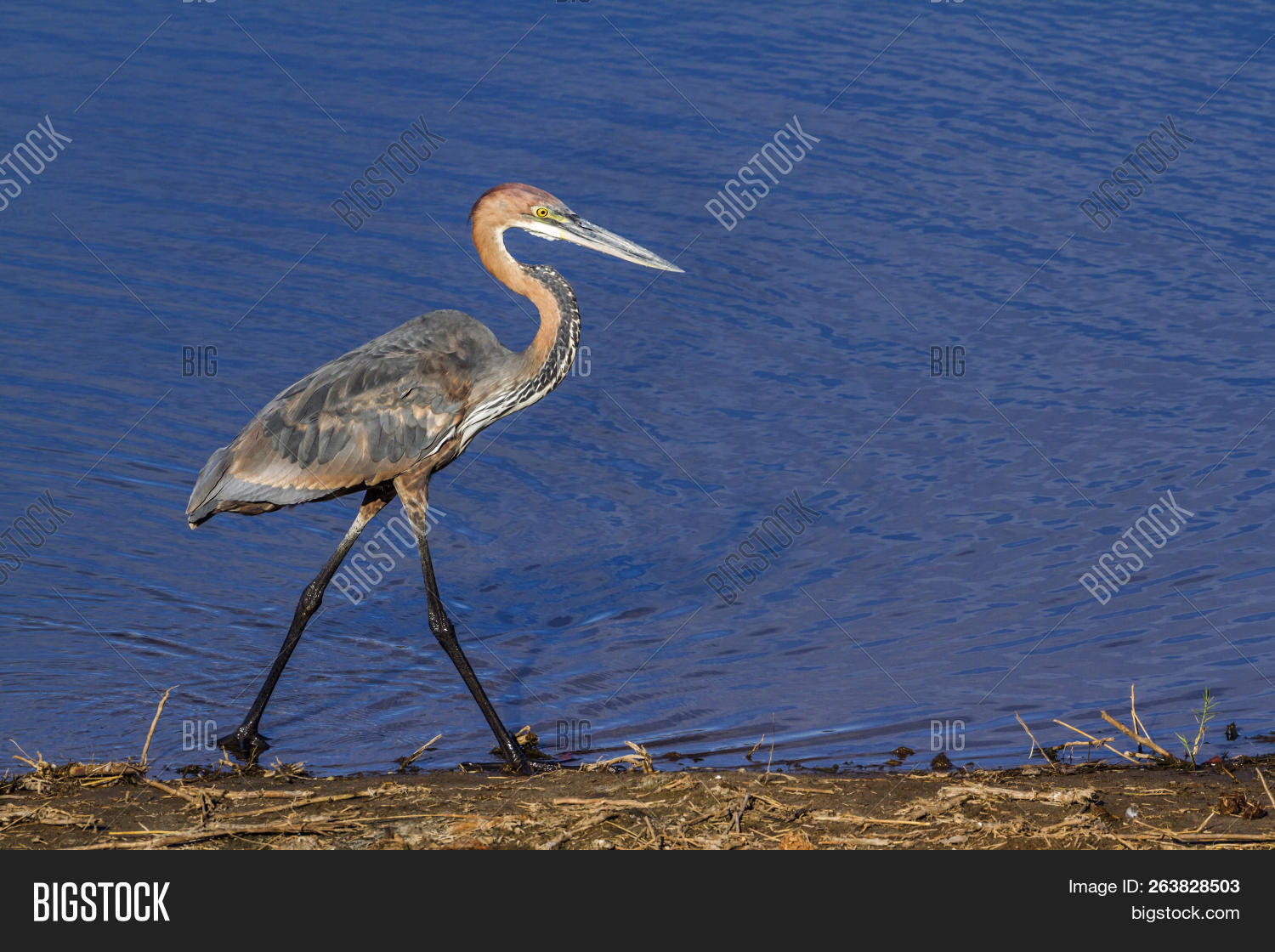 Goliath Heron Kruger Image & Photo (Free Trial) | Bigstock