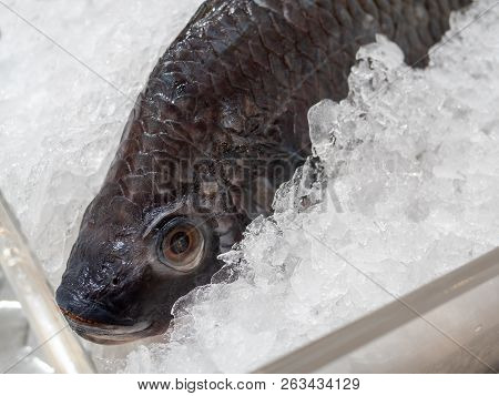 Sea Bass Snapper Image & Photo (Free Trial) | Bigstock