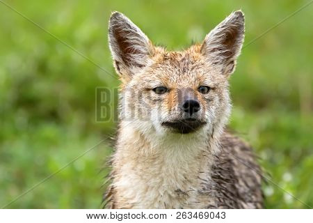 Closeup Jackal Walking Image & Photo (Free Trial) | Bigstock