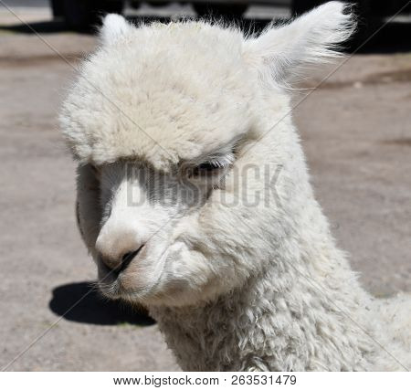 Lama Close- Portrait Image & Photo (Free Trial) | Bigstock