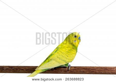 Yellow Green Budgie, Image & Photo (Free Trial) | Bigstock
