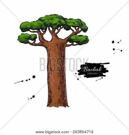 Baobab Tree Vector Vector & Photo (Free Trial) | Bigstock