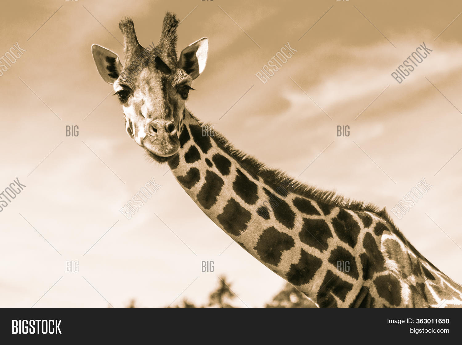 Upper Body Giraffe Image & Photo (Free Trial) | Bigstock